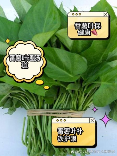 番薯藤有什么功效_番薯藤怎么吃最好-第2张图片-山城妙识 番薯藤有什么功效_番薯藤怎么吃最好-第2张图片-山城妙识