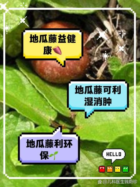 番薯藤有什么功效_番薯藤怎么吃最好-第3张图片-山城妙识 番薯藤有什么功效_番薯藤怎么吃最好-第3张图片-山城妙识