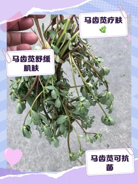 马齿苋提取物对皮肤有什么功效_马齿苋提取物怎么使用-第2张图片-山城妙识 马齿苋提取物对皮肤有什么功效_马齿苋提取物怎么使用-第2张图片-山城妙识
