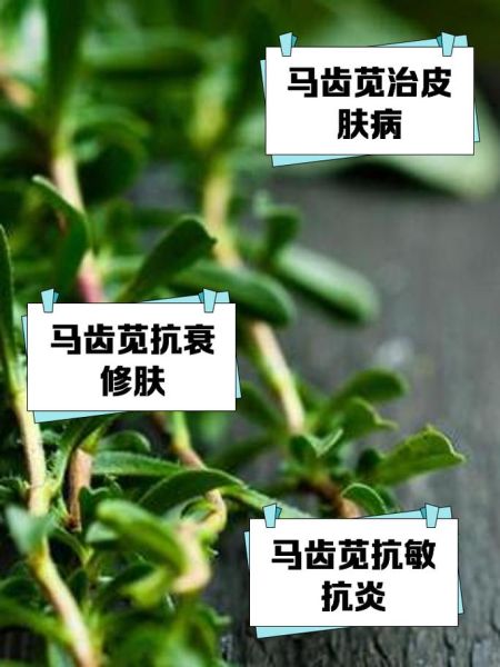 马齿苋提取物对皮肤有什么功效_马齿苋提取物怎么使用-第1张图片-山城妙识 马齿苋提取物对皮肤有什么功效_马齿苋提取物怎么使用-第1张图片-山城妙识