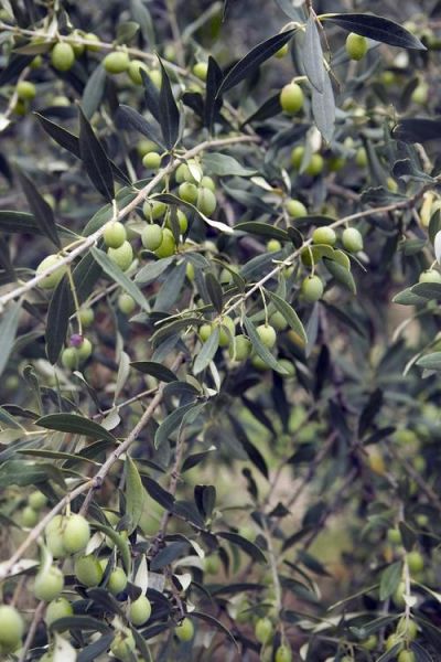 巴旦木树长什么样_巴旦木树图片怎么辨认-第3张图片-山城妙识 巴旦木树长什么样_巴旦木树图片怎么辨认-第3张图片-山城妙识