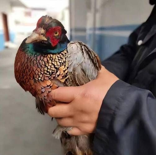 野鸡长什么样_野鸡图片怎么识别-第1张图片-山城妙识 野鸡长什么样_野鸡图片怎么识别-第1张图片-山城妙识