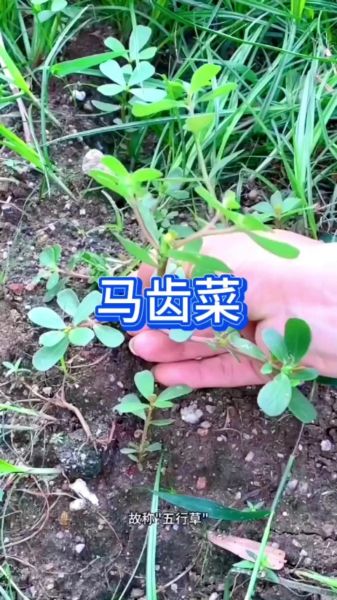 马子菜的功效与作用_马子菜怎么吃效果最好-第3张图片-山城妙识