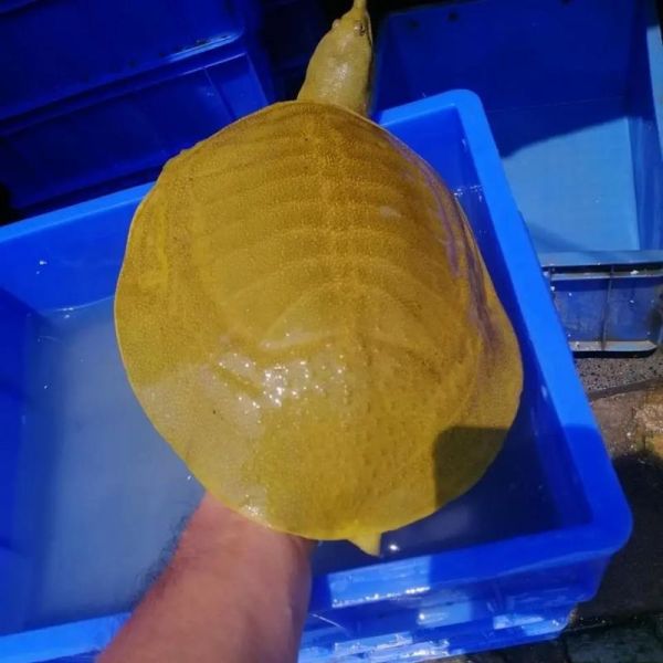 黄甲鱼是什么鱼_黄甲鱼图片怎么辨别真假-第1张图片-山城妙识 黄甲鱼是什么鱼_黄甲鱼图片怎么辨别真假-第1张图片-山城妙识