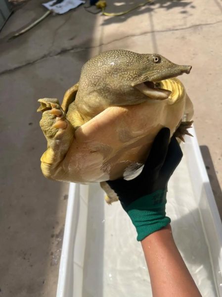 黄甲鱼是什么鱼_黄甲鱼图片怎么辨别真假-第3张图片-山城妙识 黄甲鱼是什么鱼_黄甲鱼图片怎么辨别真假-第3张图片-山城妙识