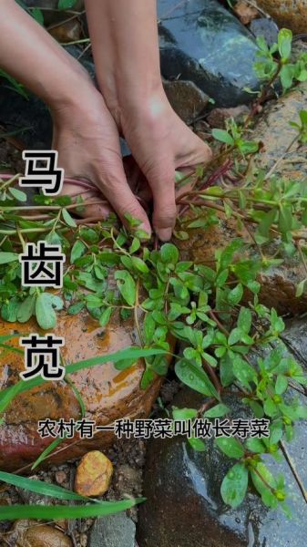 马子菜的功效与作用_马子菜怎么吃效果最好-第2张图片-山城妙识