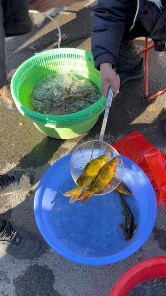 黄甲鱼是什么鱼_黄甲鱼图片怎么辨别真假-第2张图片-山城妙识 黄甲鱼是什么鱼_黄甲鱼图片怎么辨别真假-第2张图片-山城妙识