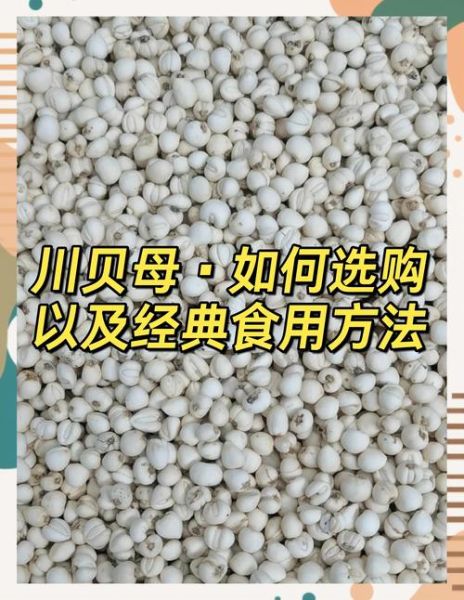 贝母怎么吃_川贝母的正确吃法-第3张图片-山城妙识