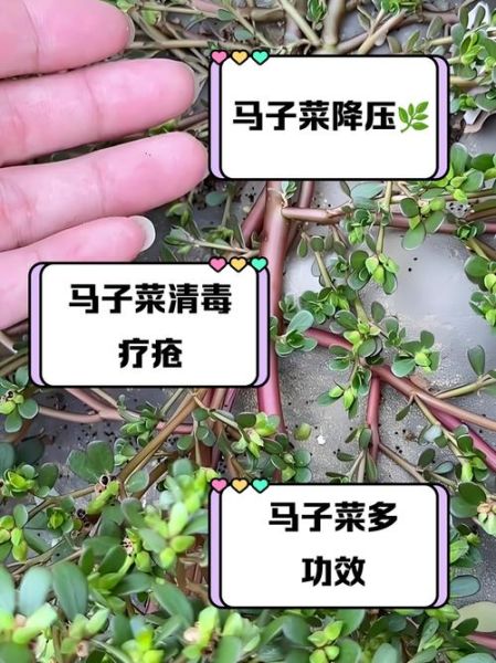 马子菜的功效与作用_马子菜怎么吃效果最好-第1张图片-山城妙识