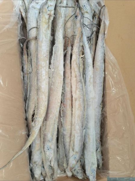 带鱼属于鱼类吗_带鱼是不是鱼-第1张图片-山城妙识 带鱼属于鱼类吗_带鱼是不是鱼-第1张图片-山城妙识