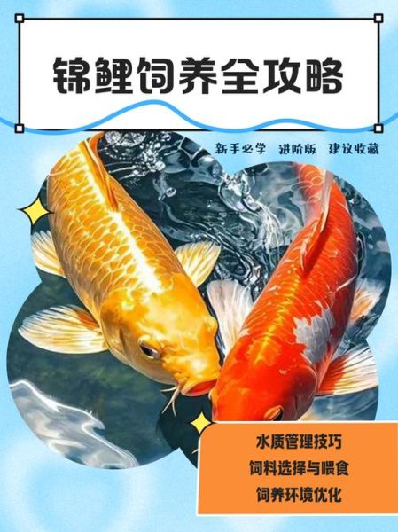 锦鲤鱼怎么养长得快_锦鲤鱼吃什么长得快-第3张图片-山城妙识