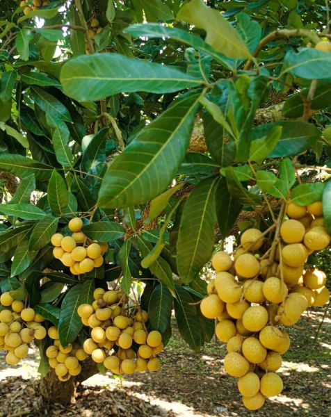 桂圆树图片大全_如何辨别桂圆树品种-第1张图片-山城妙识 桂圆树图片大全_如何辨别桂圆树品种-第1张图片-山城妙识