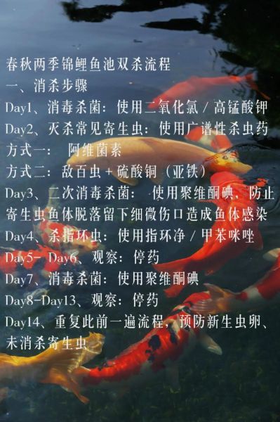 锦鲤鱼怎么养长得快_锦鲤鱼吃什么长得快-第2张图片-山城妙识