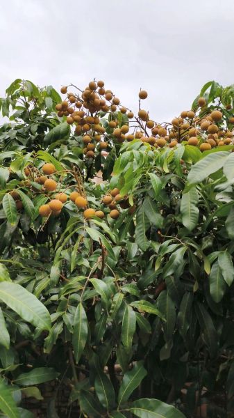 桂圆树图片大全_如何辨别桂圆树品种-第2张图片-山城妙识 桂圆树图片大全_如何辨别桂圆树品种-第2张图片-山城妙识