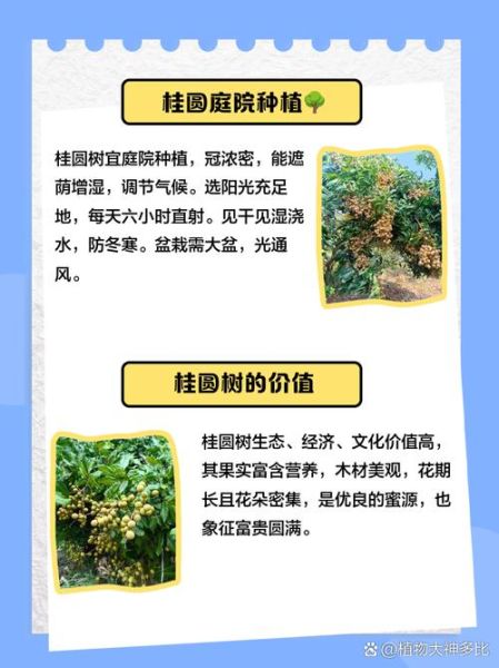 桂圆树图片大全_如何辨别桂圆树品种-第3张图片-山城妙识 桂圆树图片大全_如何辨别桂圆树品种-第3张图片-山城妙识