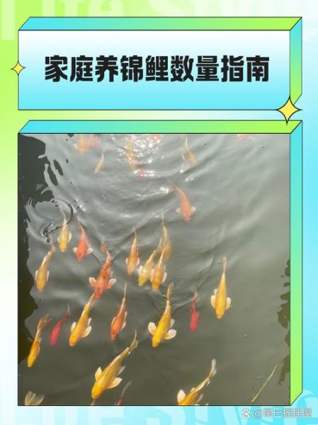 锦鲤鱼怎么养长得快_锦鲤鱼吃什么长得快-第1张图片-山城妙识