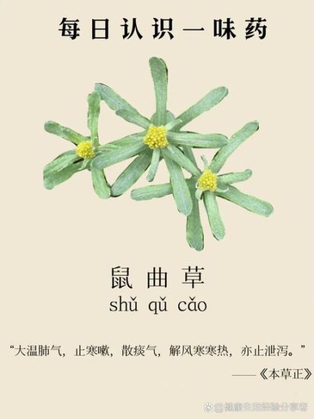 鼠曲草的功效与作用_鼠曲草性味归经是什么-第1张图片-山城妙识 鼠曲草的功效与作用_鼠曲草性味归经是什么-第1张图片-山城妙识