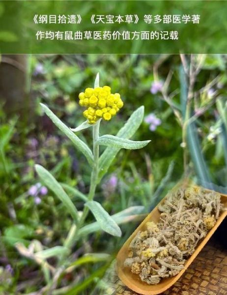 鼠曲草的功效与作用_鼠曲草性味归经是什么-第3张图片-山城妙识 鼠曲草的功效与作用_鼠曲草性味归经是什么-第3张图片-山城妙识