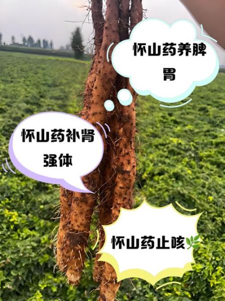 山药的功效与作用及禁忌_什么人不能吃山药-第1张图片-山城妙识
