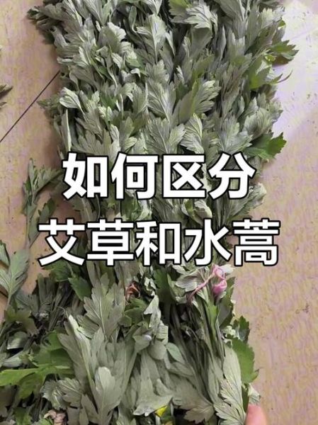 蒿子和艾草的区别_如何快速分辨-第2张图片-山城妙识 蒿子和艾草的区别_如何快速分辨-第2张图片-山城妙识