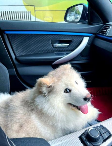 阿拉斯加好养吗_新手养阿拉斯加注意事项-第1张图片-山城妙识