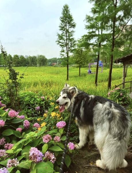 阿拉斯加好养吗_新手养阿拉斯加注意事项-第2张图片-山城妙识