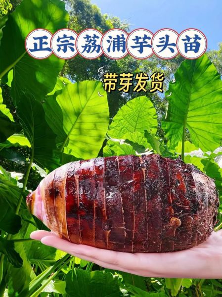 荔浦芋头蒸出来是硬的_为什么-第2张图片-山城妙识