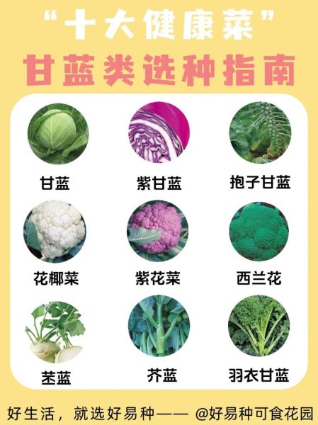 十大健康蔬菜有哪些_怎么吃最营养-第2张图片-山城妙识