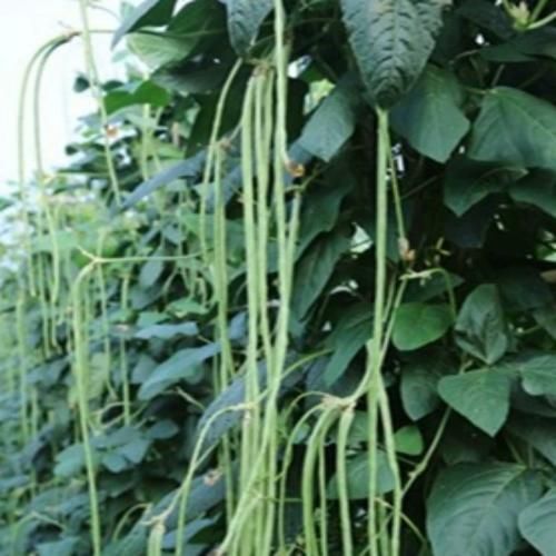 怎样腌制豇豆角_豇豆角腌多久能吃-第3张图片-山城妙识