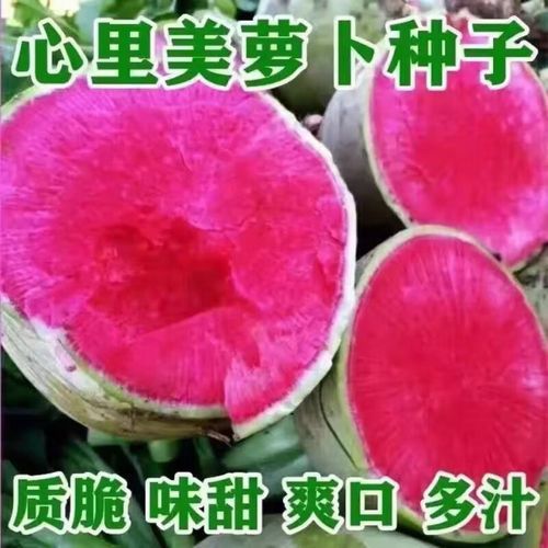 心里美萝卜什么时候种_心里美萝卜几月份播种-第1张图片-山城妙识 心里美萝卜什么时候种_心里美萝卜几月份播种-第1张图片-山城妙识