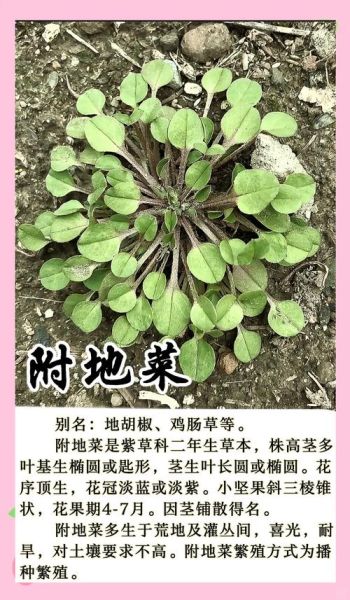 附地菜的功效与作用_附地菜怎么吃最好-第1张图片-山城妙识 附地菜的功效与作用_附地菜怎么吃最好-第1张图片-山城妙识