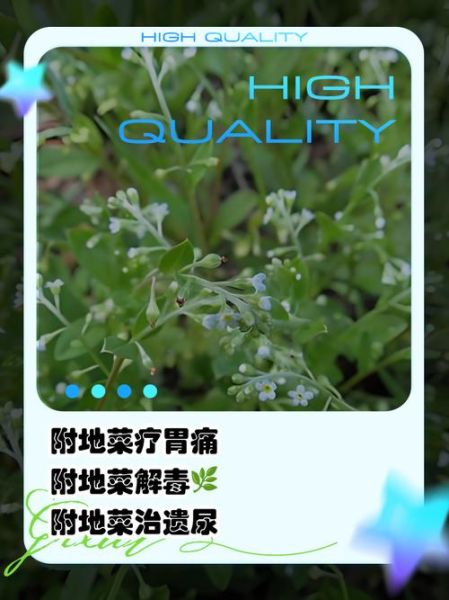 附地菜的功效与作用_附地菜怎么吃最好-第2张图片-山城妙识 附地菜的功效与作用_附地菜怎么吃最好-第2张图片-山城妙识