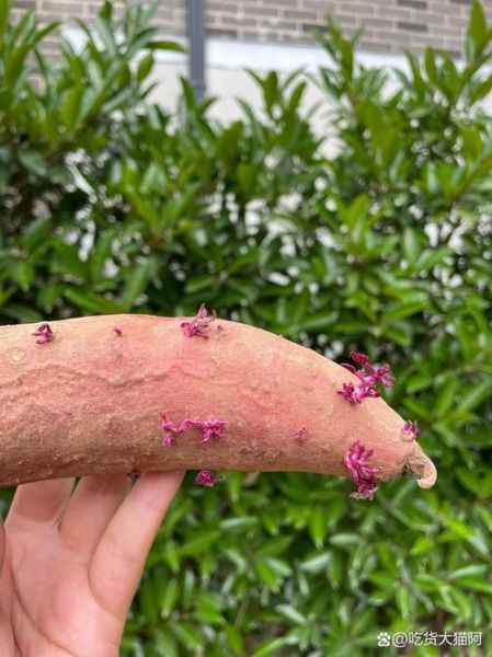 紫薯发芽还能吃吗_紫薯发芽有毒吗-第1张图片-山城妙识 紫薯发芽还能吃吗_紫薯发芽有毒吗-第1张图片-山城妙识