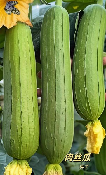肉丝瓜的营养价值_肉丝瓜怎么吃最营养-第1张图片-山城妙识 肉丝瓜的营养价值_肉丝瓜怎么吃最营养-第1张图片-山城妙识