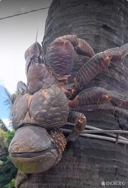 椰子蟹能不能吃_椰子蟹多少钱一斤-第1张图片-山城妙识 椰子蟹能不能吃_椰子蟹多少钱一斤-第1张图片-山城妙识