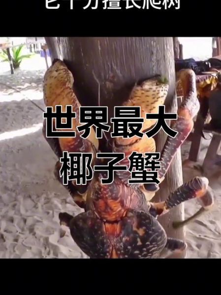 椰子蟹能不能吃_椰子蟹多少钱一斤-第3张图片-山城妙识 椰子蟹能不能吃_椰子蟹多少钱一斤-第3张图片-山城妙识