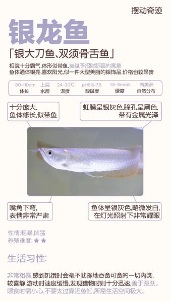 银龙鱼怎么养_银龙鱼喂养技巧-第1张图片-山城妙识 银龙鱼怎么养_银龙鱼喂养技巧-第1张图片-山城妙识