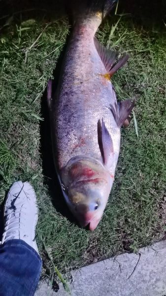 钓花鲢一般钓多深_花鲢最佳水深是多少-第1张图片-山城妙识 钓花鲢一般钓多深_花鲢最佳水深是多少-第1张图片-山城妙识