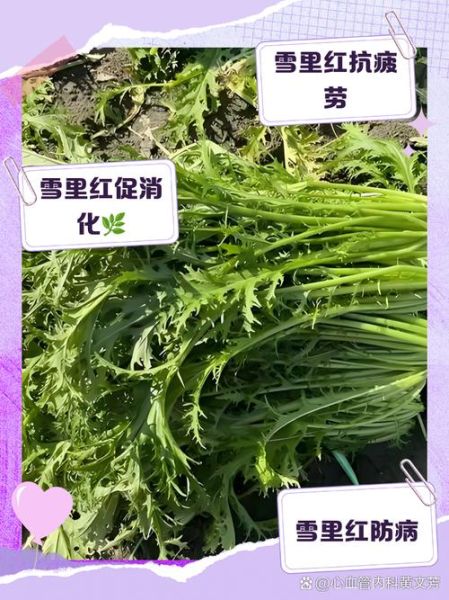 雪里红开水烫第二天能吃吗_怎么保存不变质-第1张图片-山城妙识 雪里红开水烫第二天能吃吗_怎么保存不变质-第1张图片-山城妙识