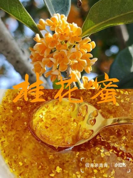桂花蜜的功效与作用_桂花蜜怎么喝最养人-第3张图片-山城妙识 桂花蜜的功效与作用_桂花蜜怎么喝最养人-第3张图片-山城妙识