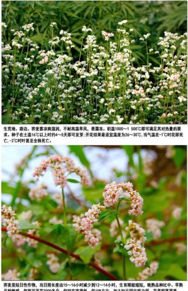 荞麦什么时候成熟_荞麦生长周期多久-第3张图片-山城妙识 荞麦什么时候成熟_荞麦生长周期多久-第3张图片-山城妙识