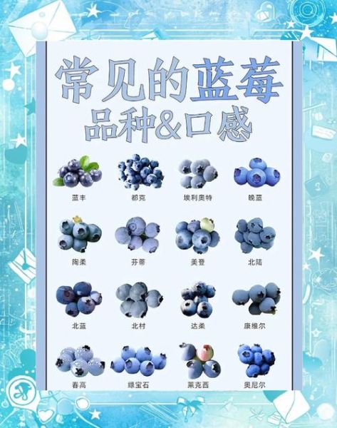 新鲜蓝莓的功效与作用_蓝莓一天吃多少颗最好-第1张图片-山城妙识 新鲜蓝莓的功效与作用_蓝莓一天吃多少颗最好-第1张图片-山城妙识