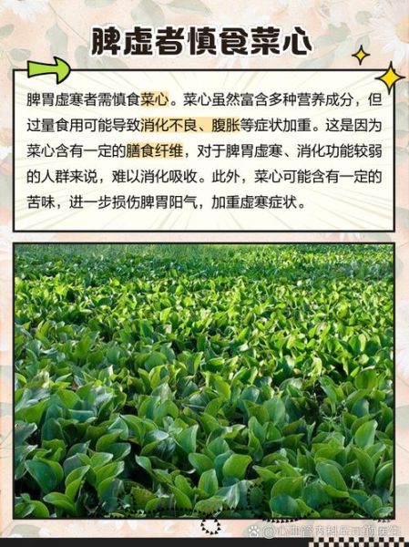 菜心什么人不能吃_痛风患者能吃吗-第1张图片-山城妙识 菜心什么人不能吃_痛风患者能吃吗-第1张图片-山城妙识