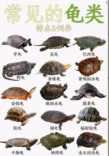 乌龟品种图片大全_常见乌龟种类有哪些-第1张图片-山城妙识 乌龟品种图片大全_常见乌龟种类有哪些-第1张图片-山城妙识