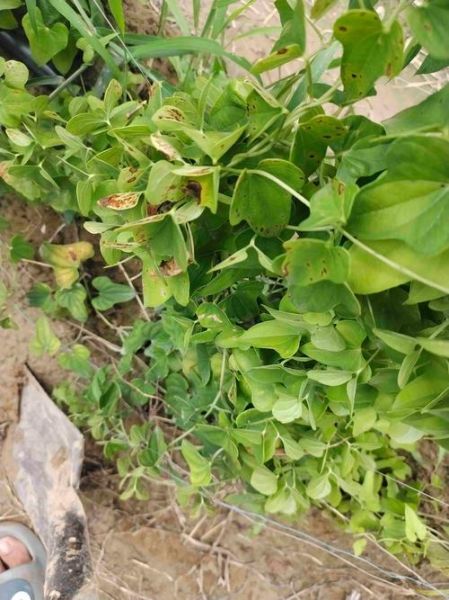 山药叶子长什么样_山药叶子图片特征-第3张图片-山城妙识 山药叶子长什么样_山药叶子图片特征-第3张图片-山城妙识