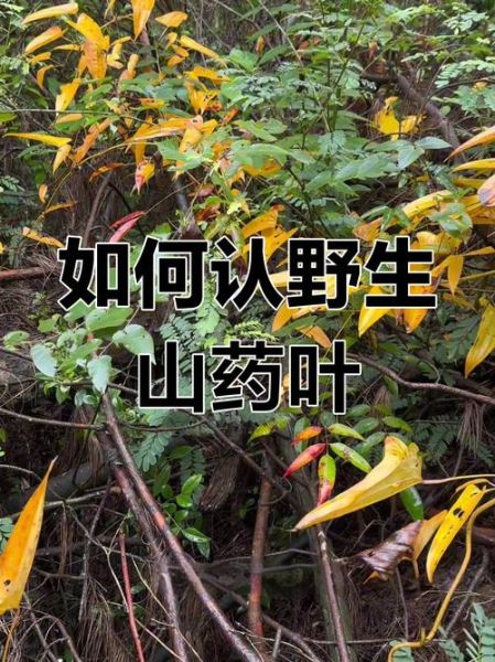 山药叶子长什么样_山药叶子图片特征-第2张图片-山城妙识 山药叶子长什么样_山药叶子图片特征-第2张图片-山城妙识