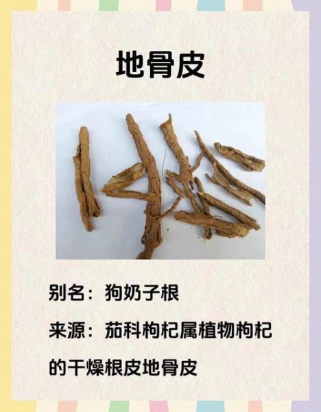 地骨皮的功效与作用有哪些_地骨皮图片长什么样-第2张图片-山城妙识 地骨皮的功效与作用有哪些_地骨皮图片长什么样-第2张图片-山城妙识
