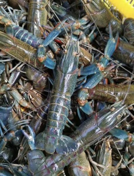 澳洲淡水龙虾一亩利润_养殖成本与收益分析-第1张图片-山城妙识