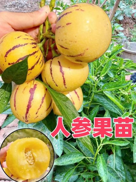 野生人参果长什么样_野生人参果图片真假辨别-第3张图片-山城妙识