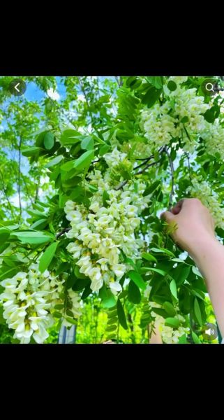 洋槐花图片_洋槐花长什么样-第2张图片-山城妙识